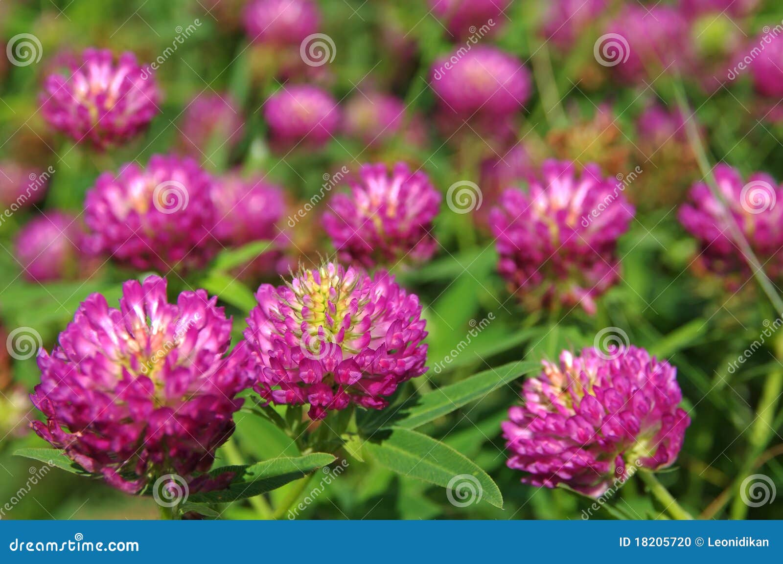 Trevo roxo foto de stock. Imagem de vermelho, pétala - 18205720