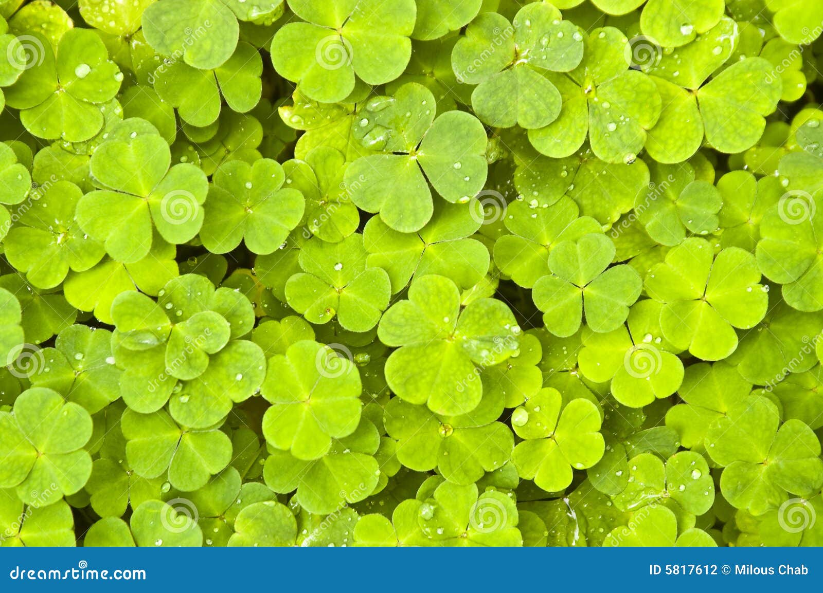 Trevo verde foto de stock. Imagem de prado, ervas, erva - 5817612