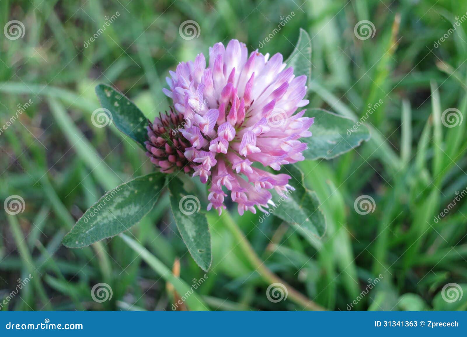 Trevo Vermelho (Trifolium Pratense) Imagem de Stock - Imagem de ...
