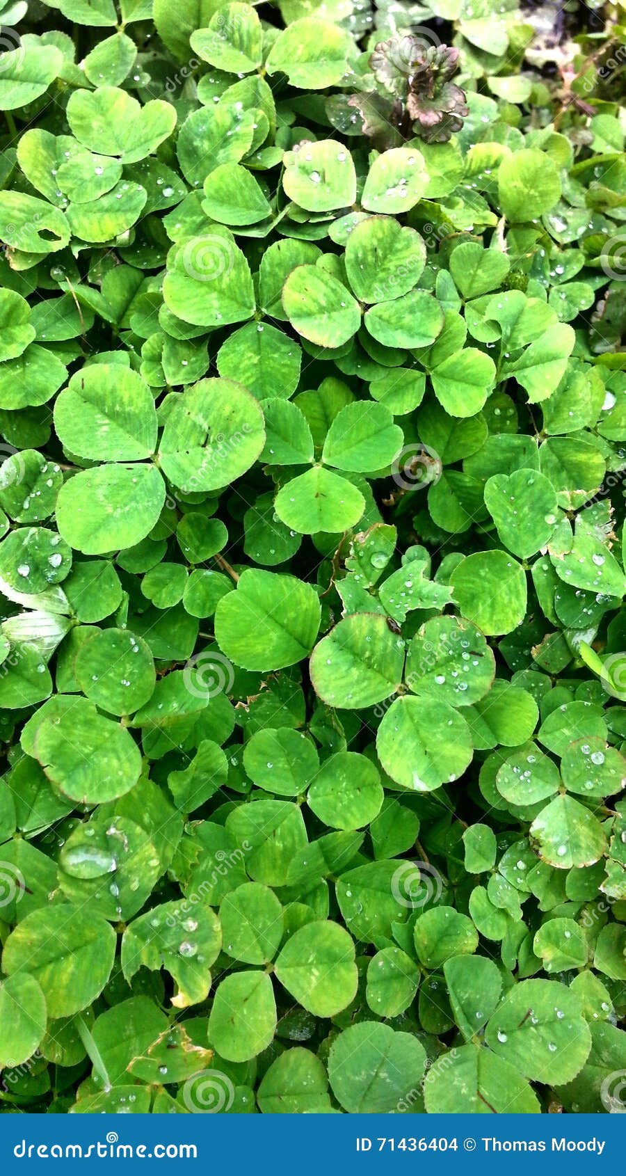 Trevos foto de stock. Imagem de sorte, nave, trevos, verde - 71436404