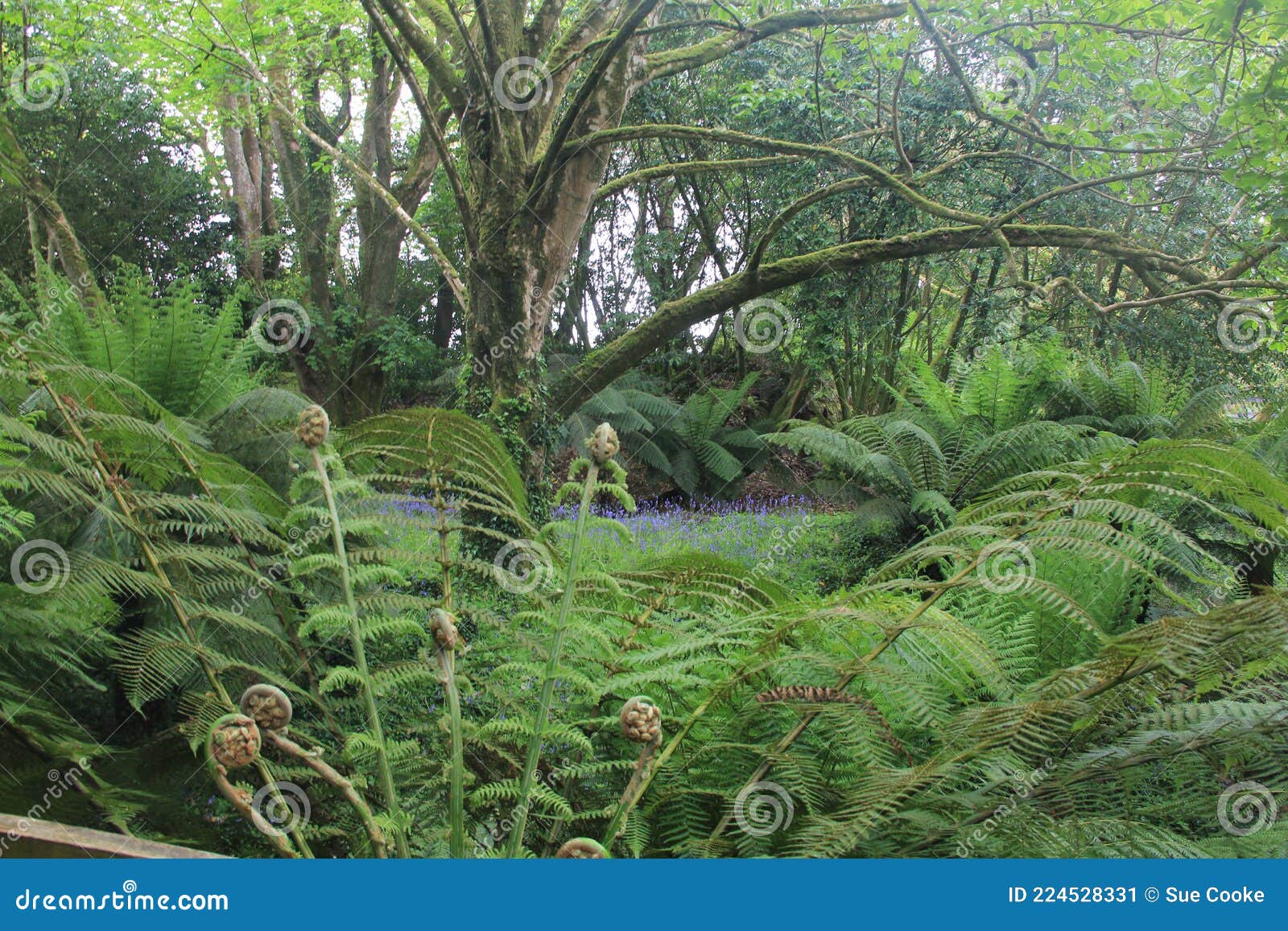 Ferns at Trewidden Garden, Cornwall, UK Stock Image - Image of bolitho ...