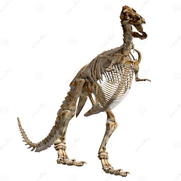 TRex Bones - 01 stock illustration. Illustration of tyrannosaurus - 2066289