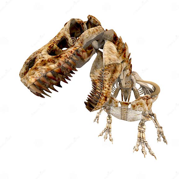 TRex Bones - 03 stock illustration. Illustration of mezzazoic - 2066295