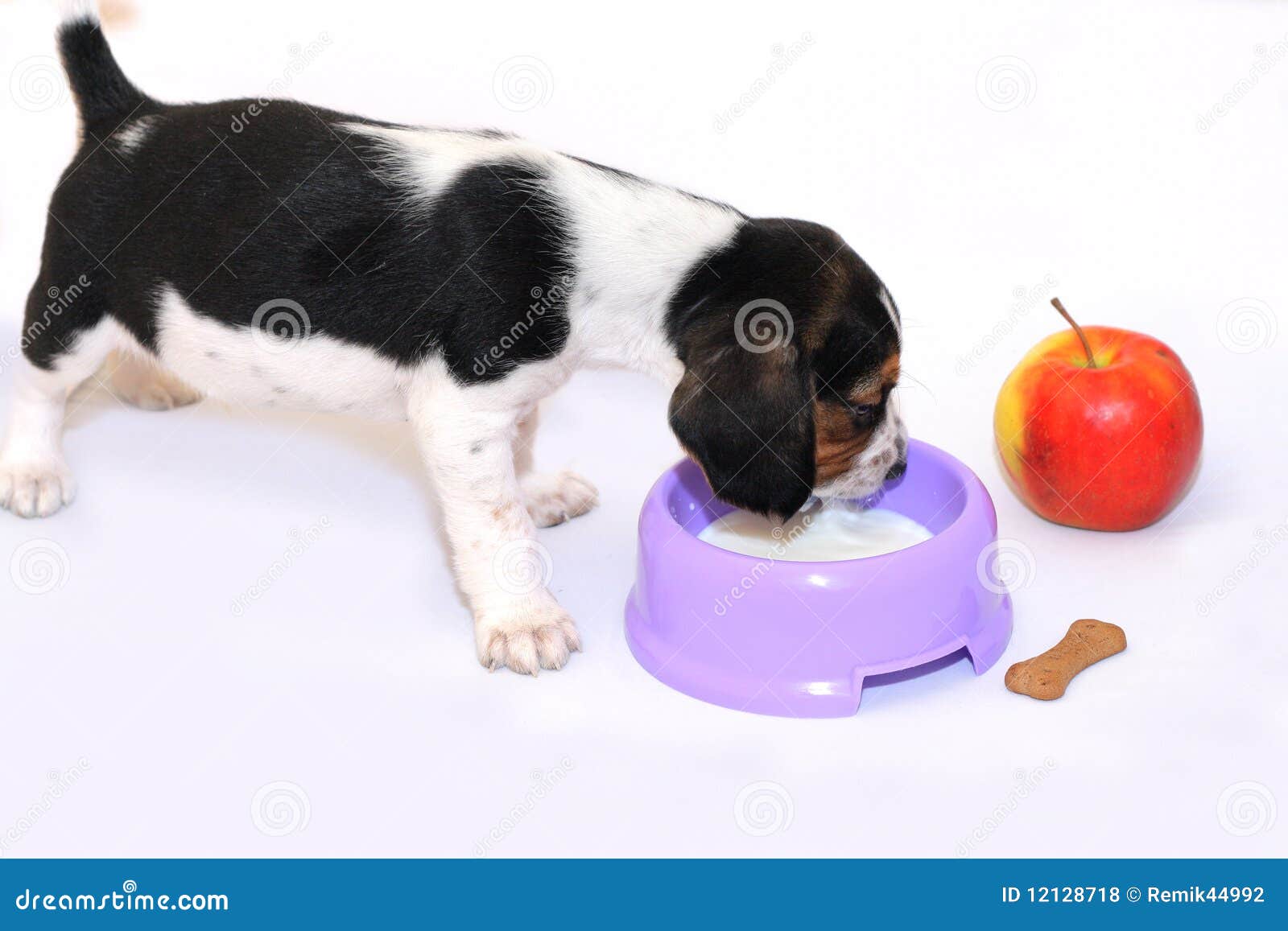 Is It Ok To Give My Puppy Milk