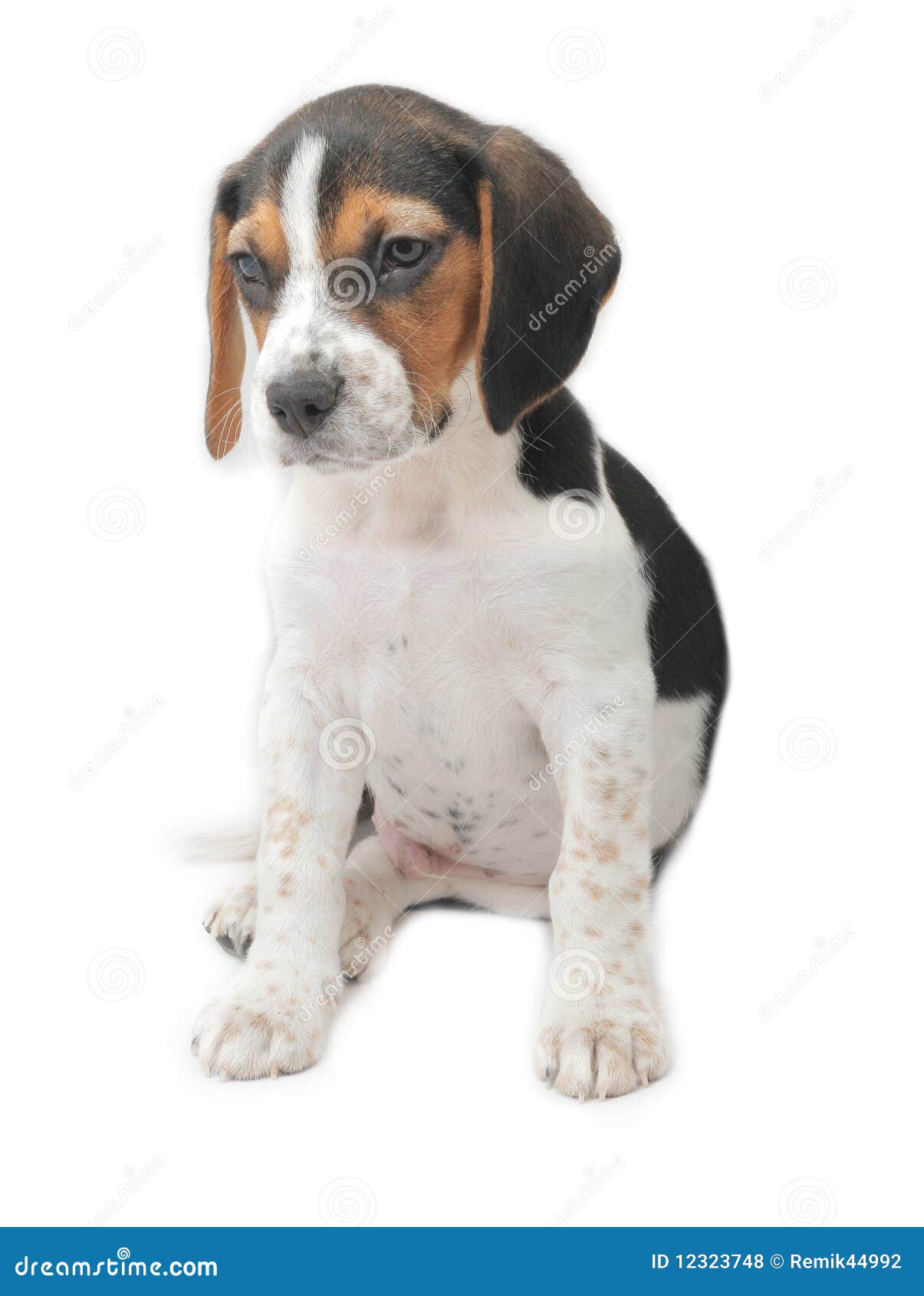 Tri-color Beagle Puppy Sitting Stock Photo - Image of adorable ...