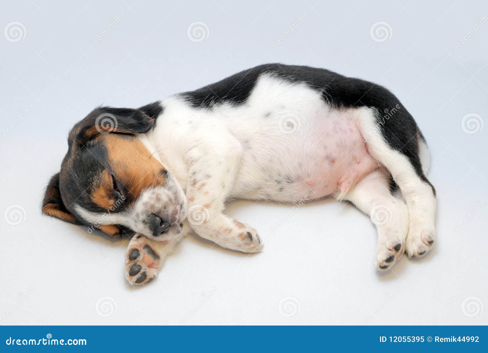 Tri-color Beagle Puppy Sleeping Stock Image - Image of cute, hound ...