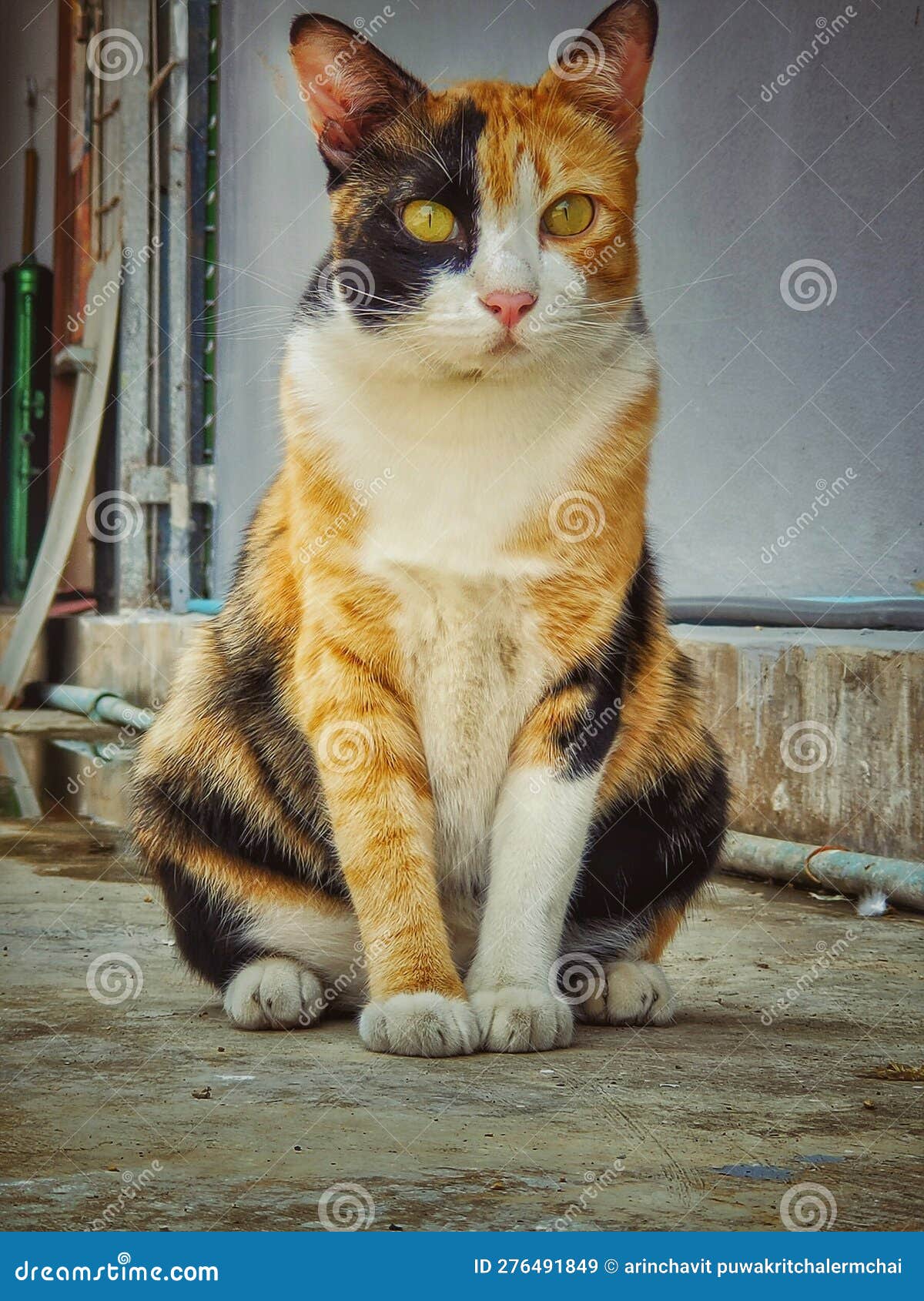 The Tri-color Cat is Sitting on the Floor in the Thailand. Stock Image ...