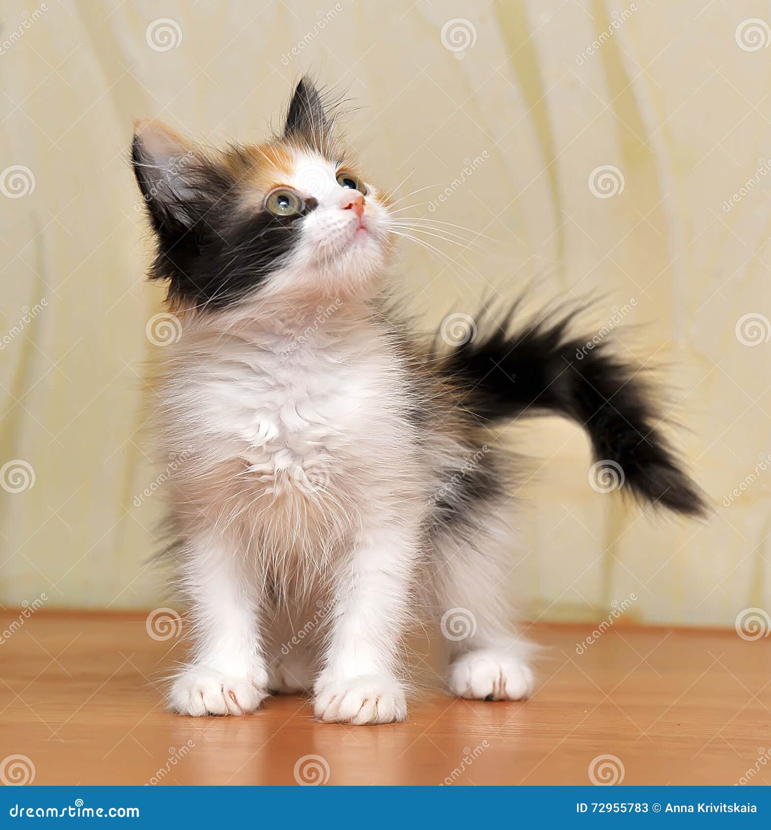 Tri-color cute kitten stock image. Image of delectable - 72955783
