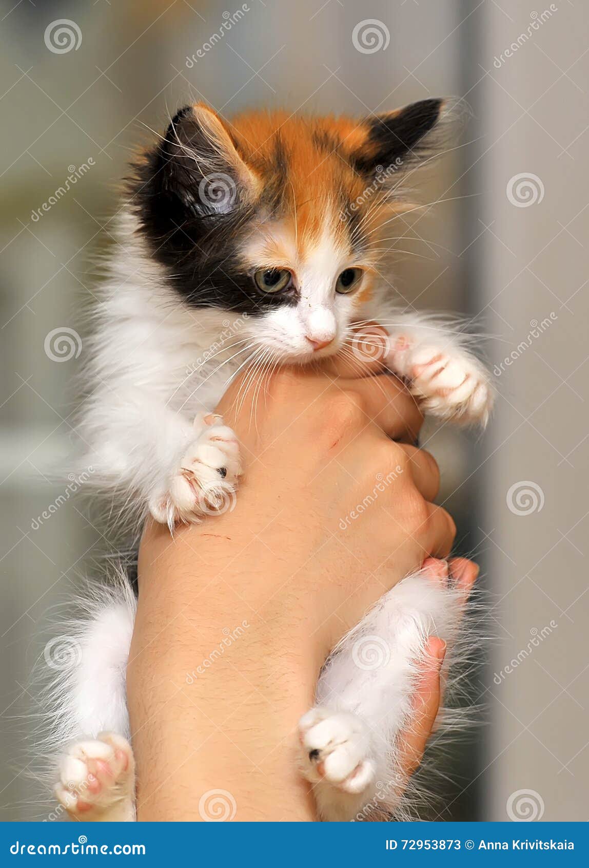 Tri-color cute kitten stock image. Image of gift, breed - 72953873