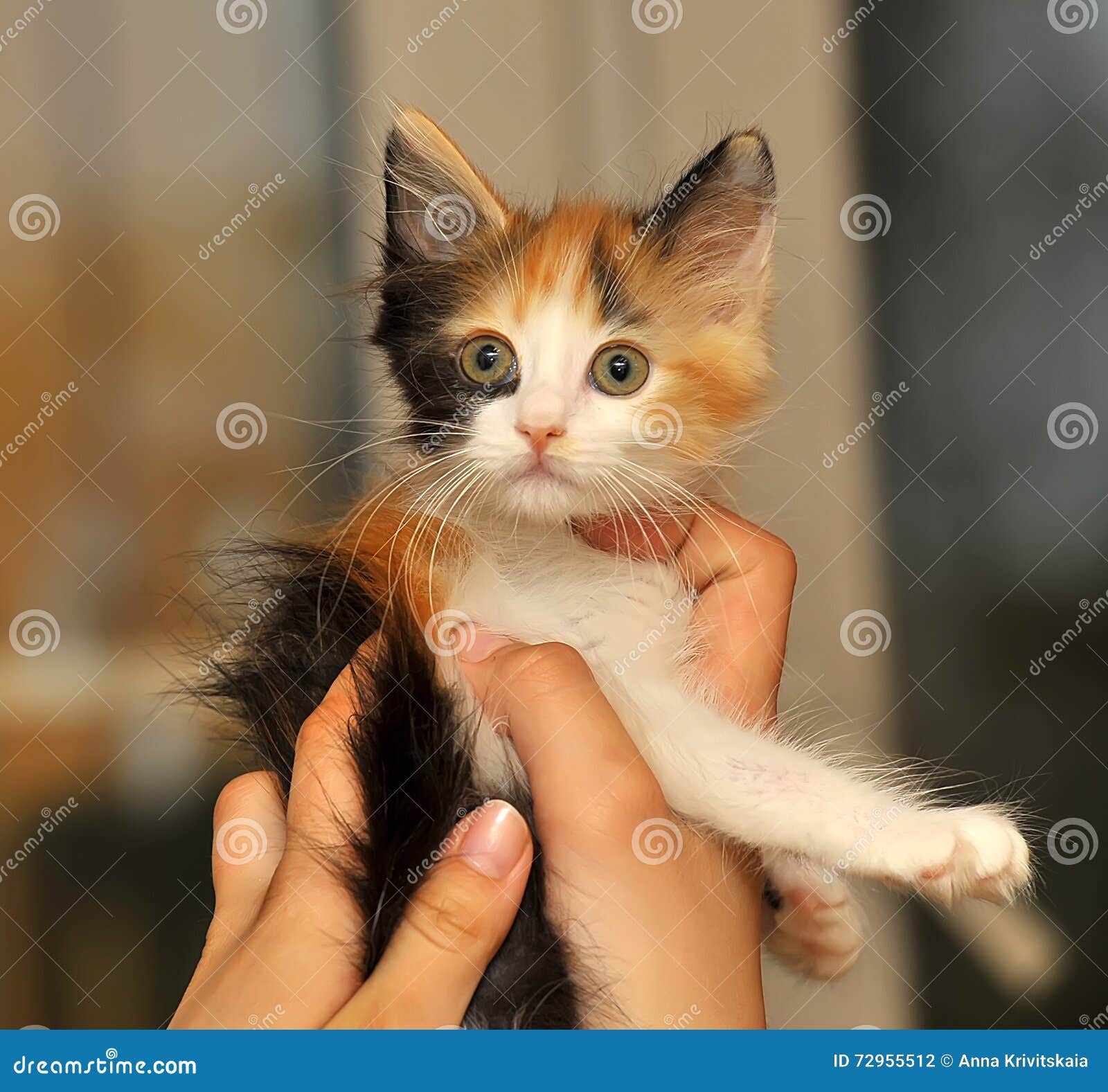 Tri-color cute kitten stock photo. Image of domestic - 72955512