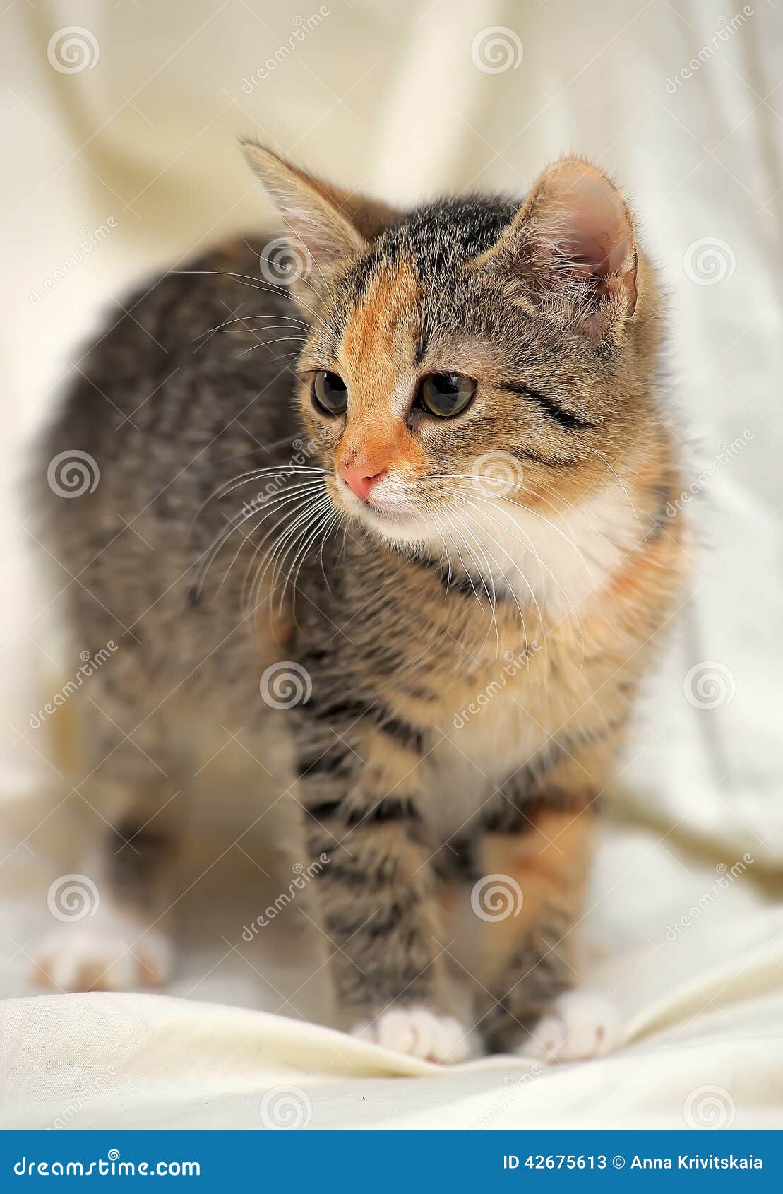 Tri-color kitten stock image. Image of animals, kitten - 42675613