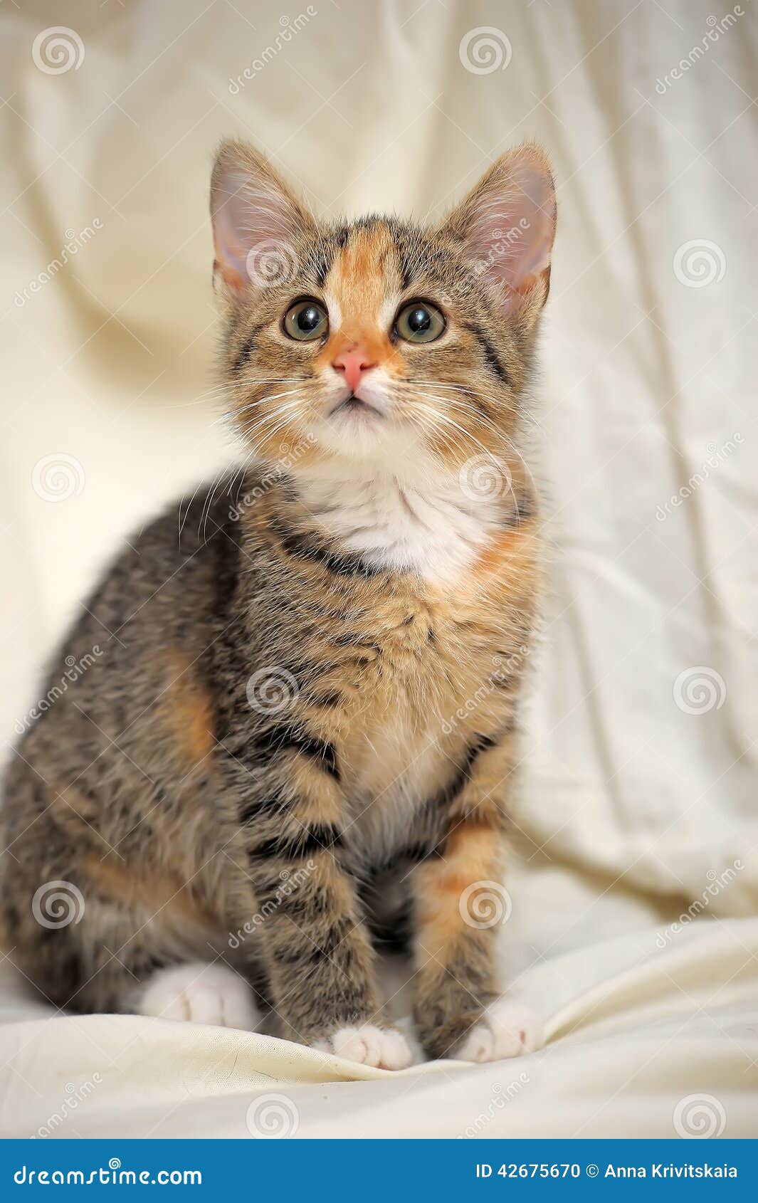 Tri-color kitten stock photo. Image of ears, frightened - 42675670