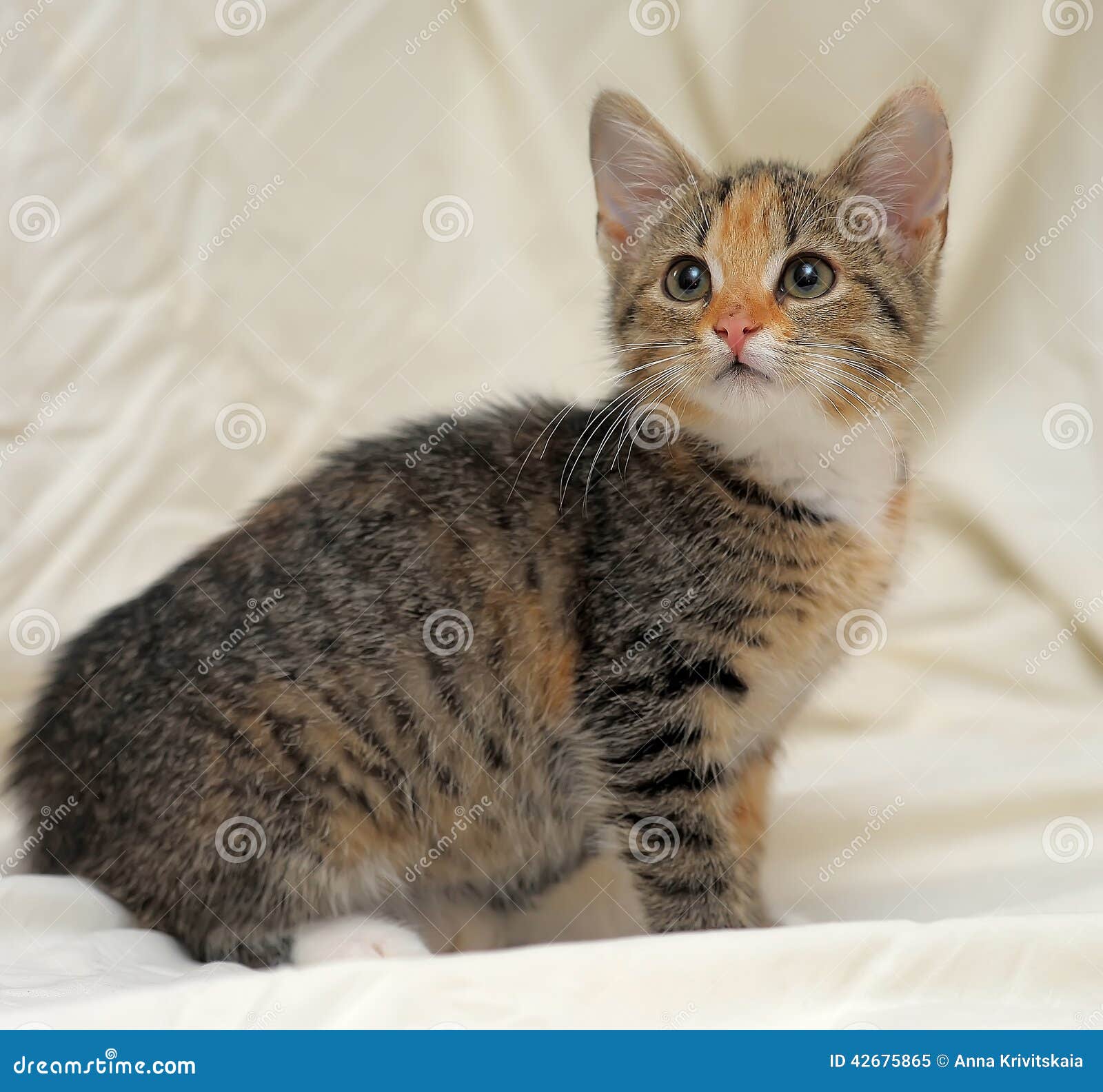 Tri-color kitten stock image. Image of animals, cats - 42675865