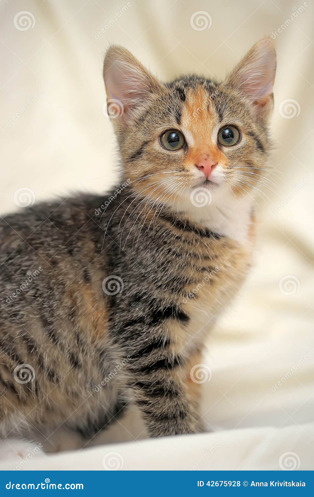 Tri-color kitten stock photo. Image of heartwarming, hair - 42675928