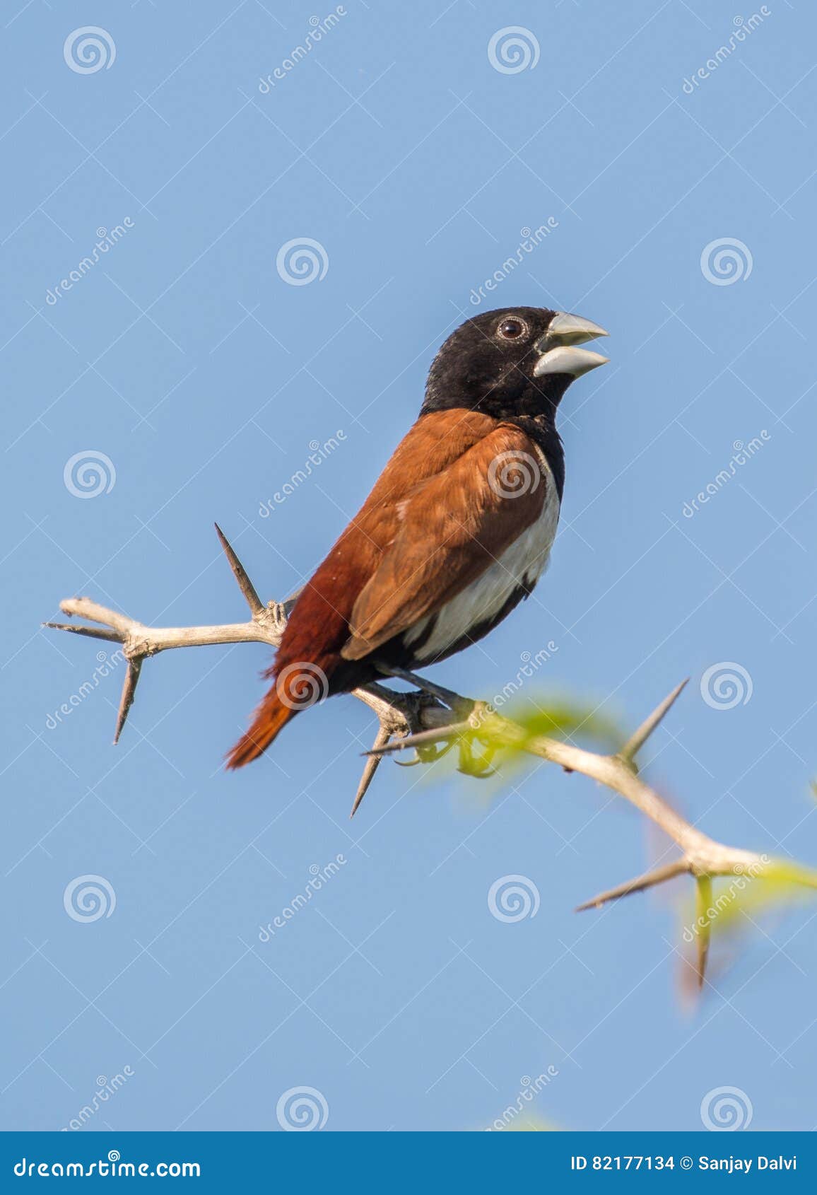 Tri Color Munia Bird stock photo. Image of bird, florida - 82177134