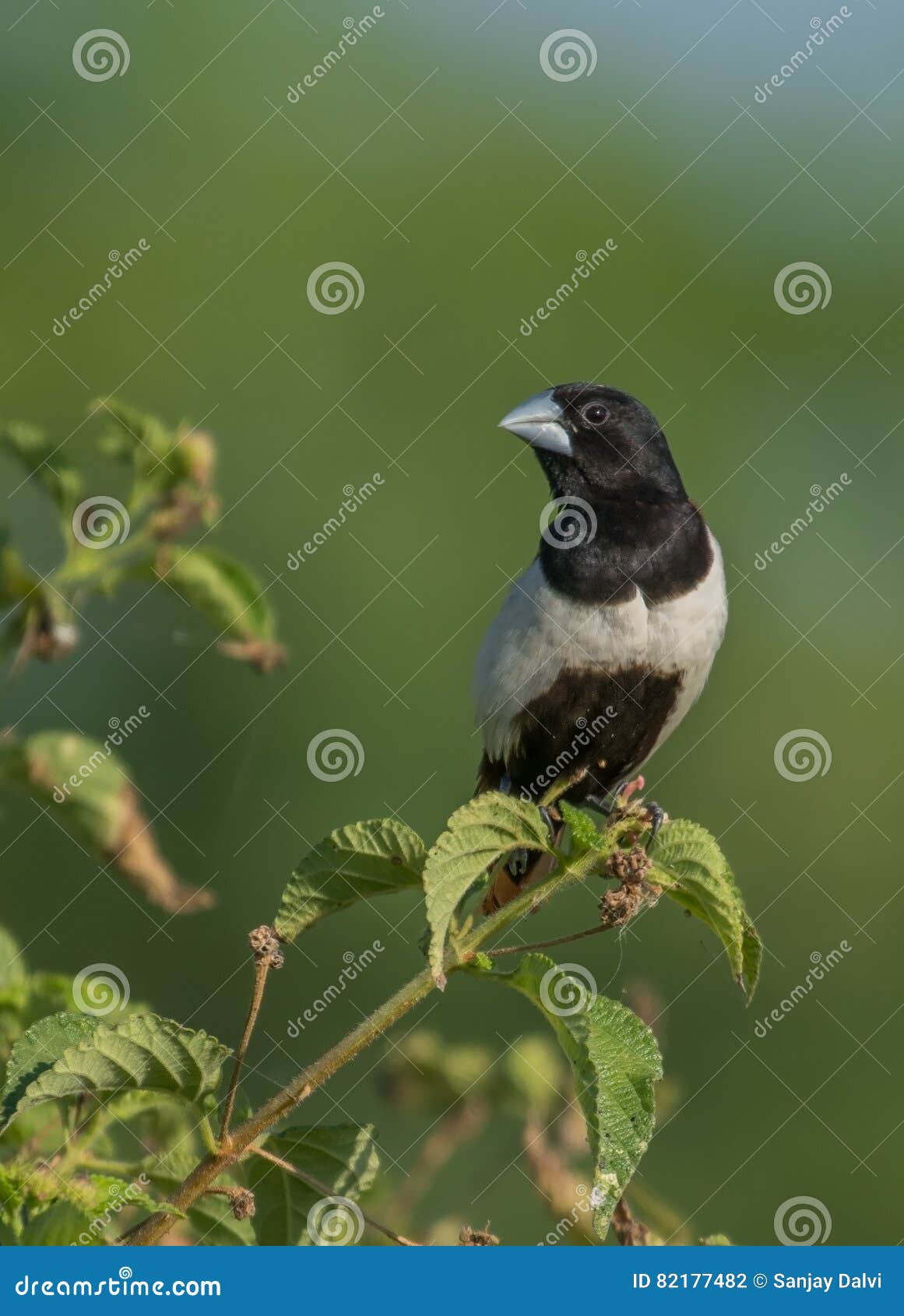 Tri Color Munia Bird stock photo. Image of avian, color - 82177482