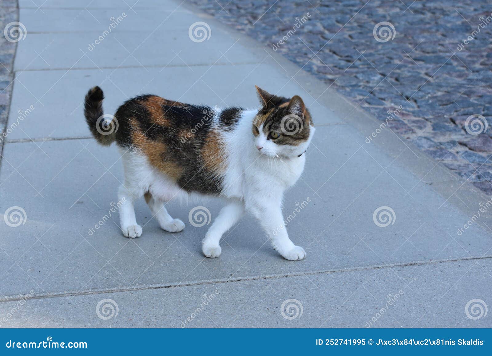 Tri Color Stray Cat Walking on a Sidewalk Looking Back Stock Image ...