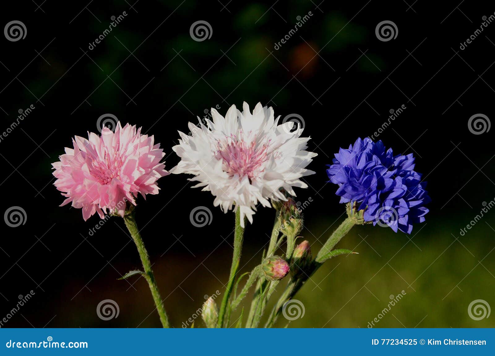 Tri Colore stock image. Image of french, horizontal, dutch - 77234525