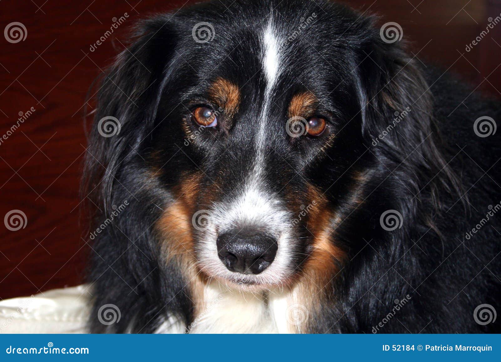 Tri-Colored Aussie stock photo. Image of love, lovable, pensive - 52184