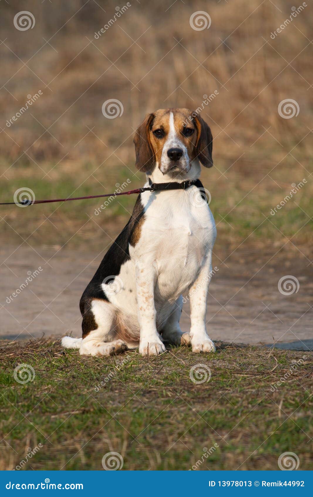 Tri-colored beagle puppy stock image. Image of young - 13978013