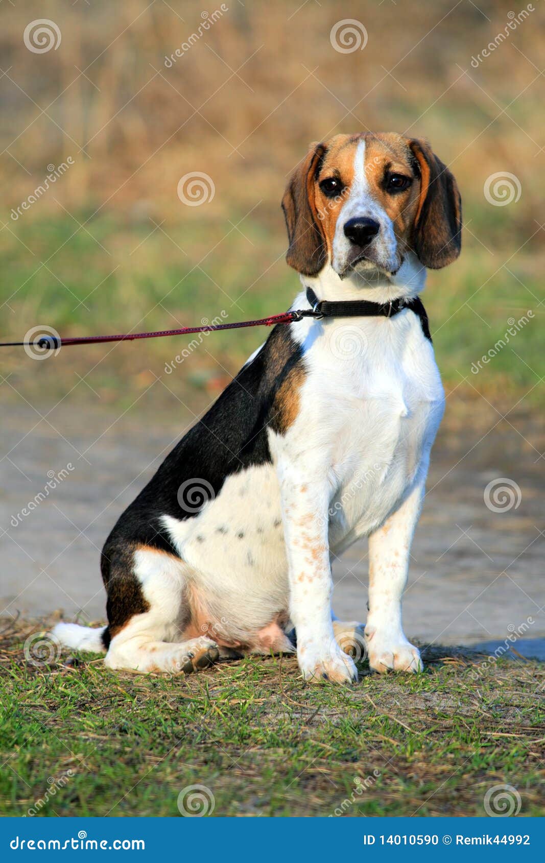 Tri-colored beagle puppy stock photo. Image of beagle - 14010590