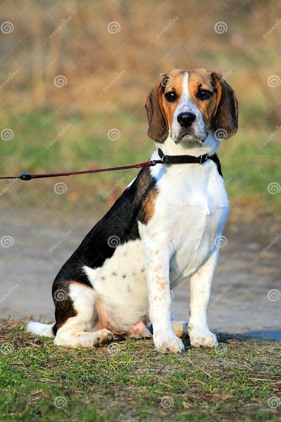 Tri-colored beagle puppy stock photo. Image of beagle - 14010590