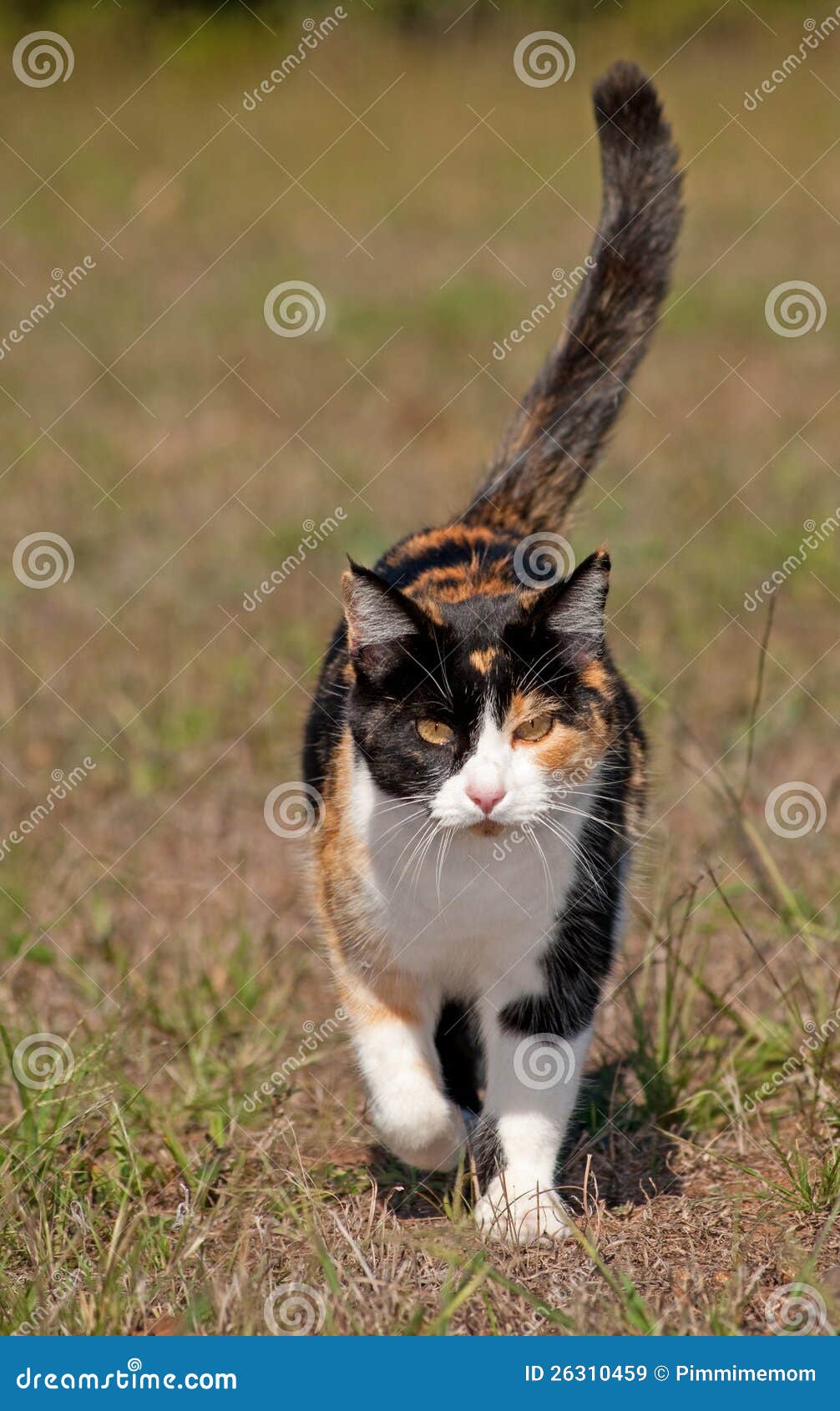 Tri-colored Calico Cat Running Towards the Viewer Stock Image - Image ...