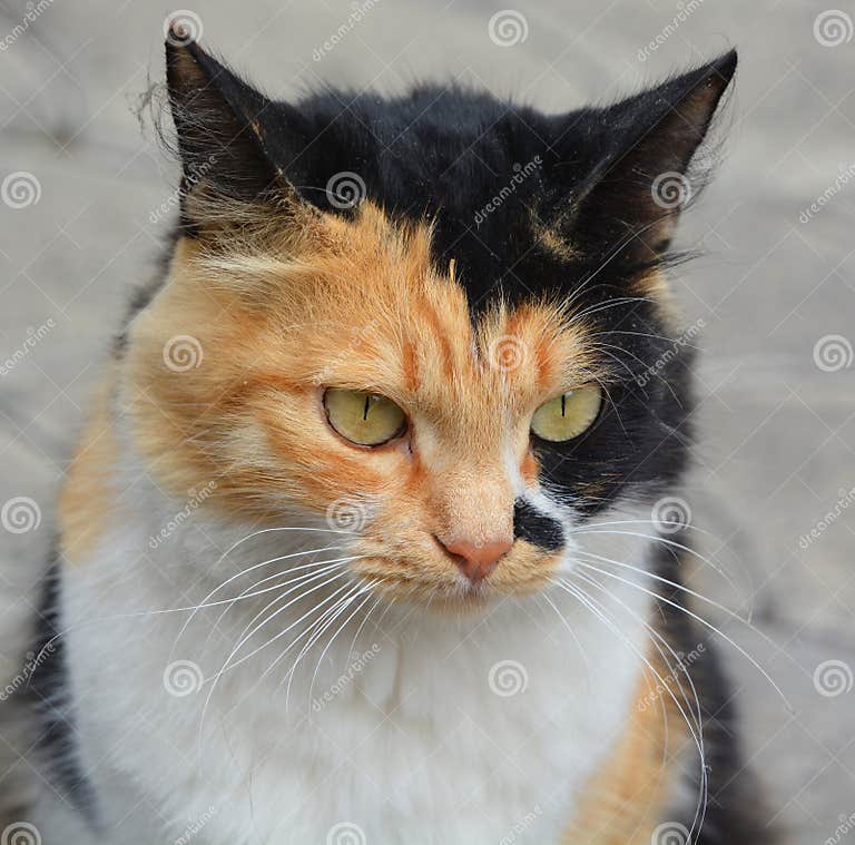 Tri-colored cat stock image. Image of love, feline, looking - 161922071