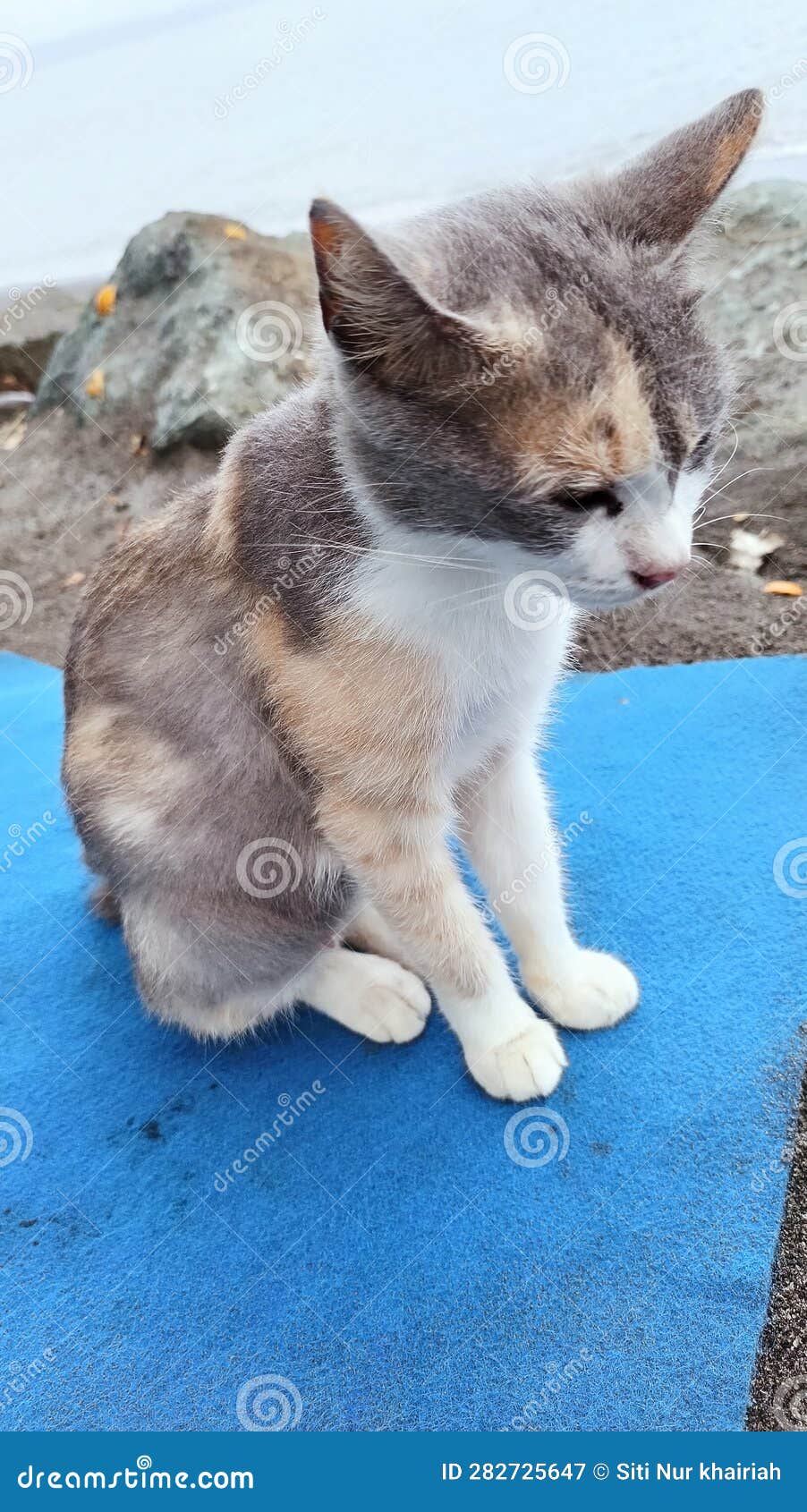 Tri-colored Cats are Sitting on the Beach Stock Image - Image of ...