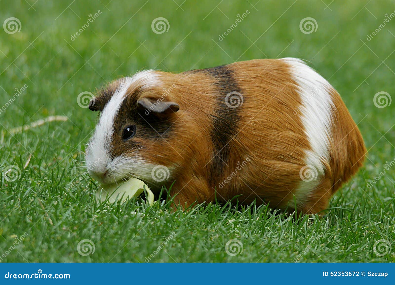 Tri-colored guinea pig stock photo. Image of rodent, animal - 62353672