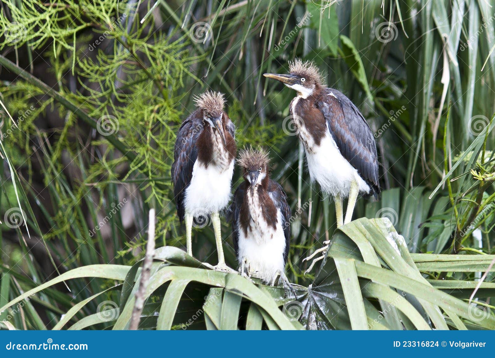 Tri-colored heron. stock photo. Image of three, family - 23316824
