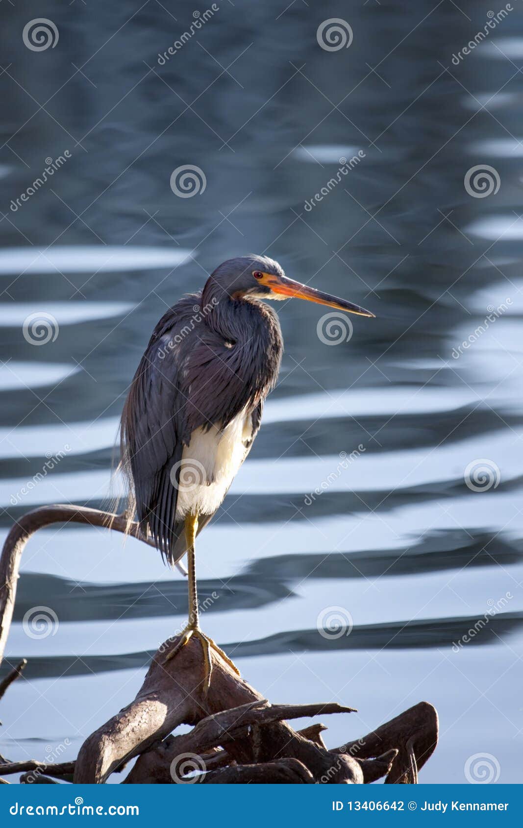 Tri colored Heron bird stock photo. Image of greenery - 13406642