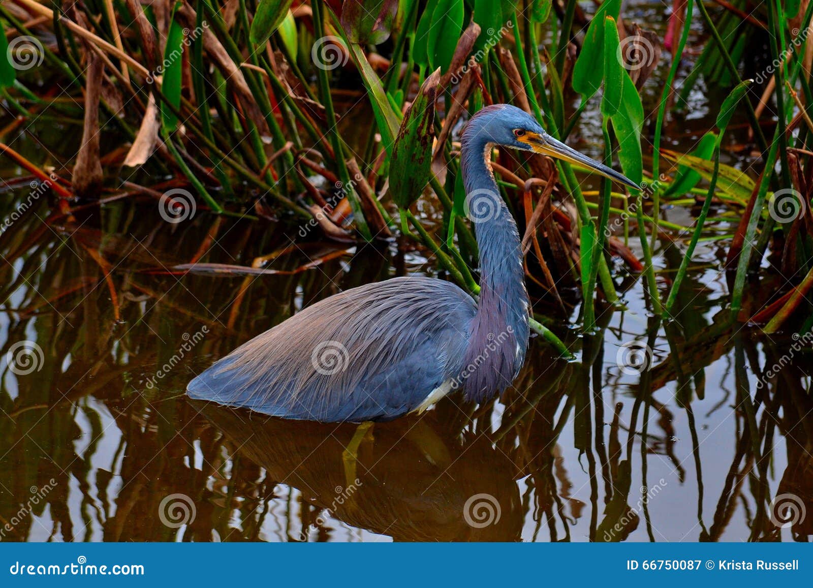 Tri-Colored Heron (Egretta Tricolor) Bird Stock Image - Image of wading ...