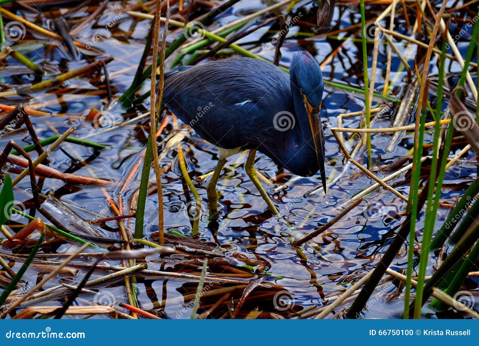 Tri-Colored Heron (Egretta Tricolor) Bird Stock Photo - Image of water ...