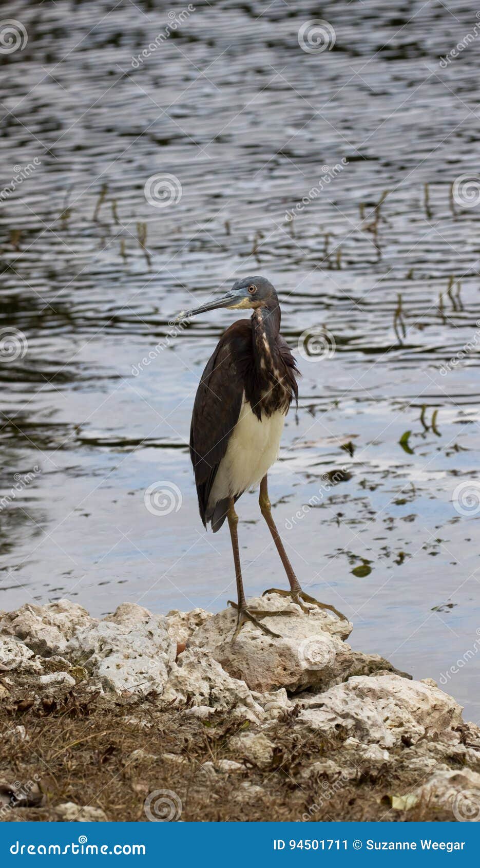 A Tri Colored Heron Florida Stock Image - Image of crest, swamp: 94501711