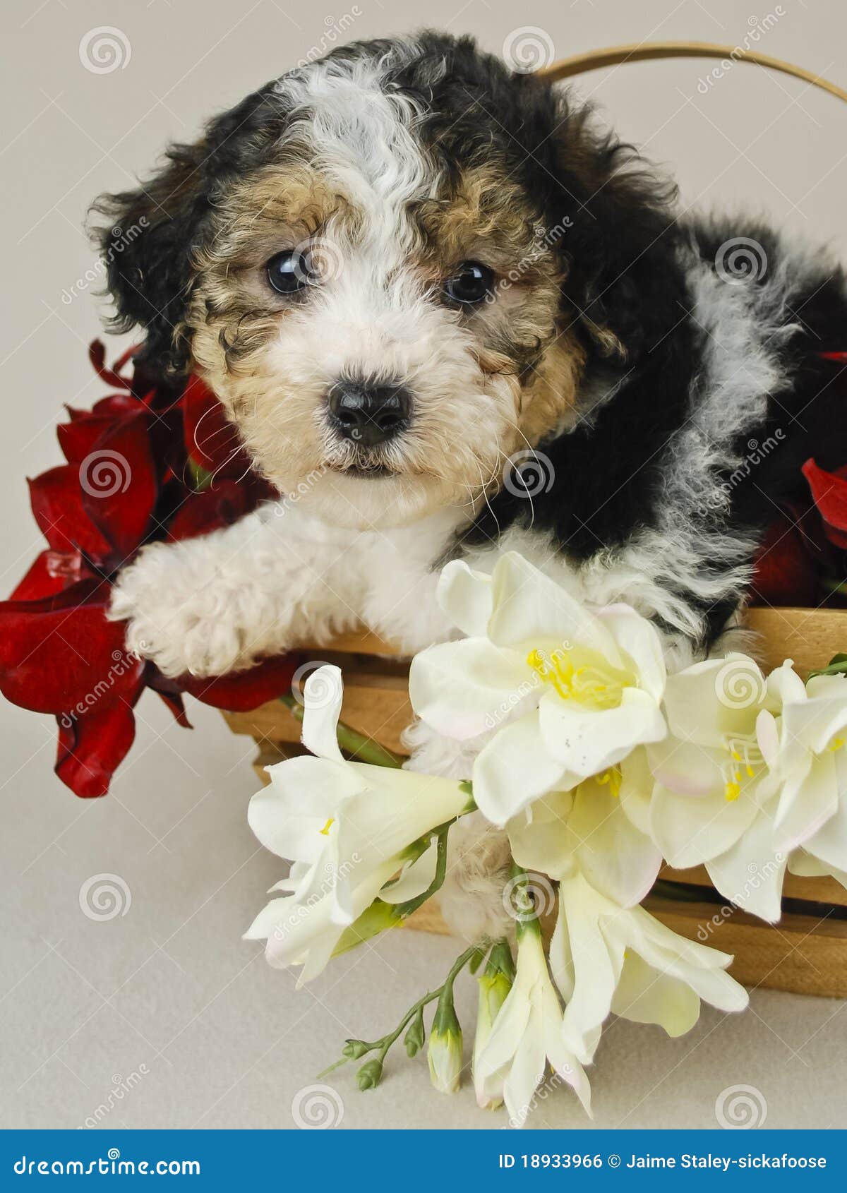 Tri Colored Puppy in Basket Stock Photo - Image of calendar, animal ...