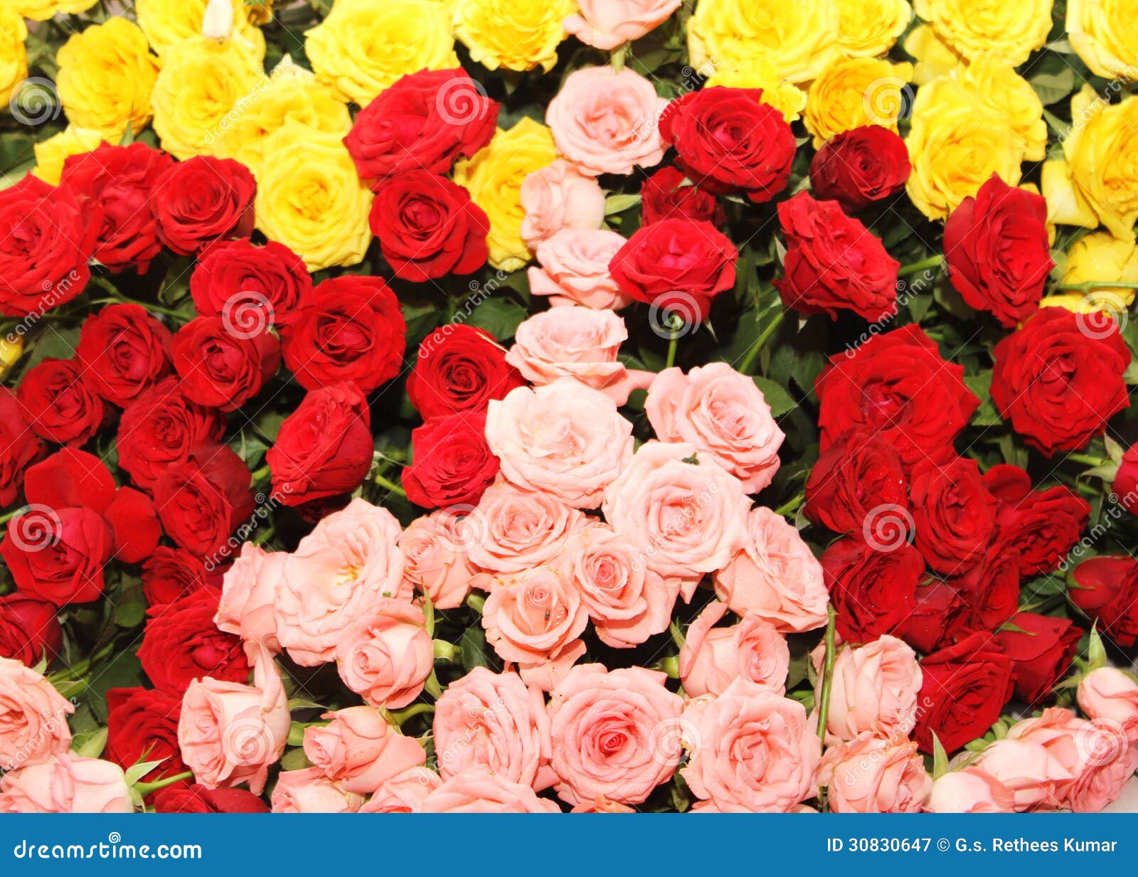 Tri-colored rose bed stock image. Image of bunch, romance - 30830647