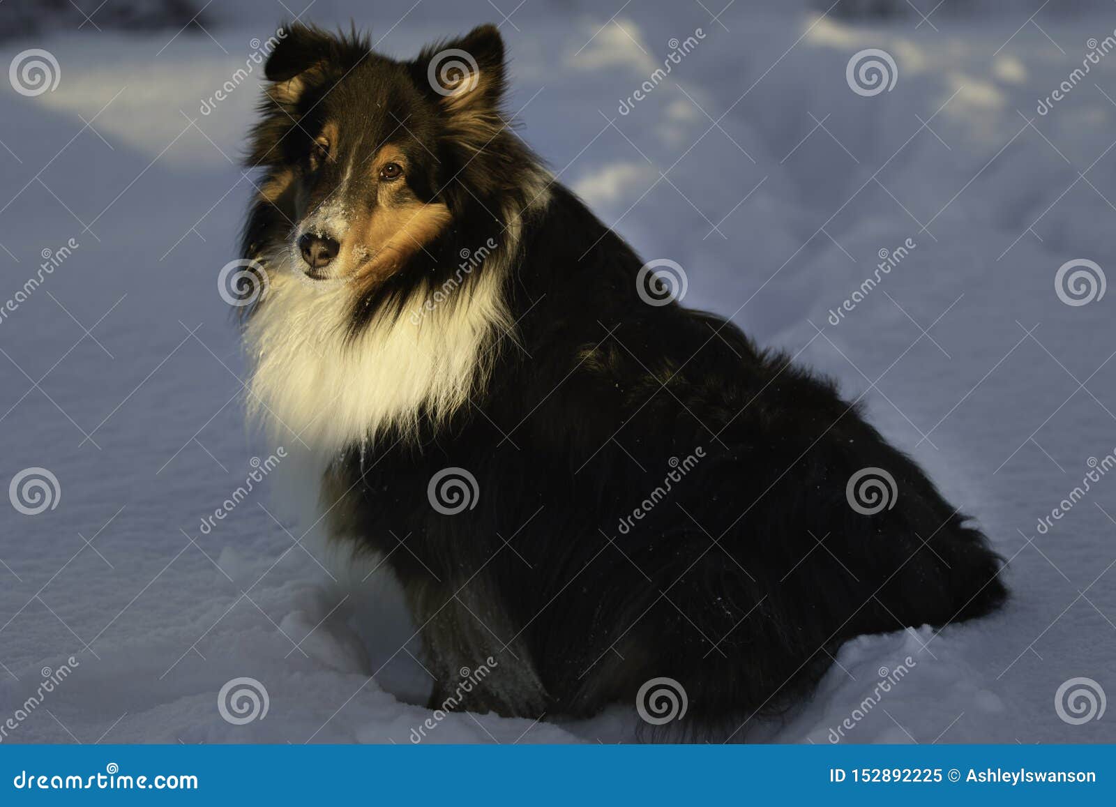 Tri Colored Shetland Sheepdog in Snow in Winter Stock Image - Image of ...