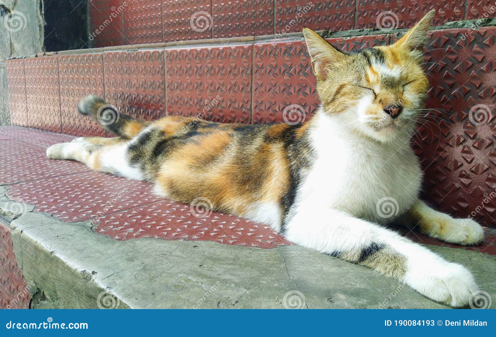 Taking a Nap stock image. Image of bulging, sleep, standing - 190084193