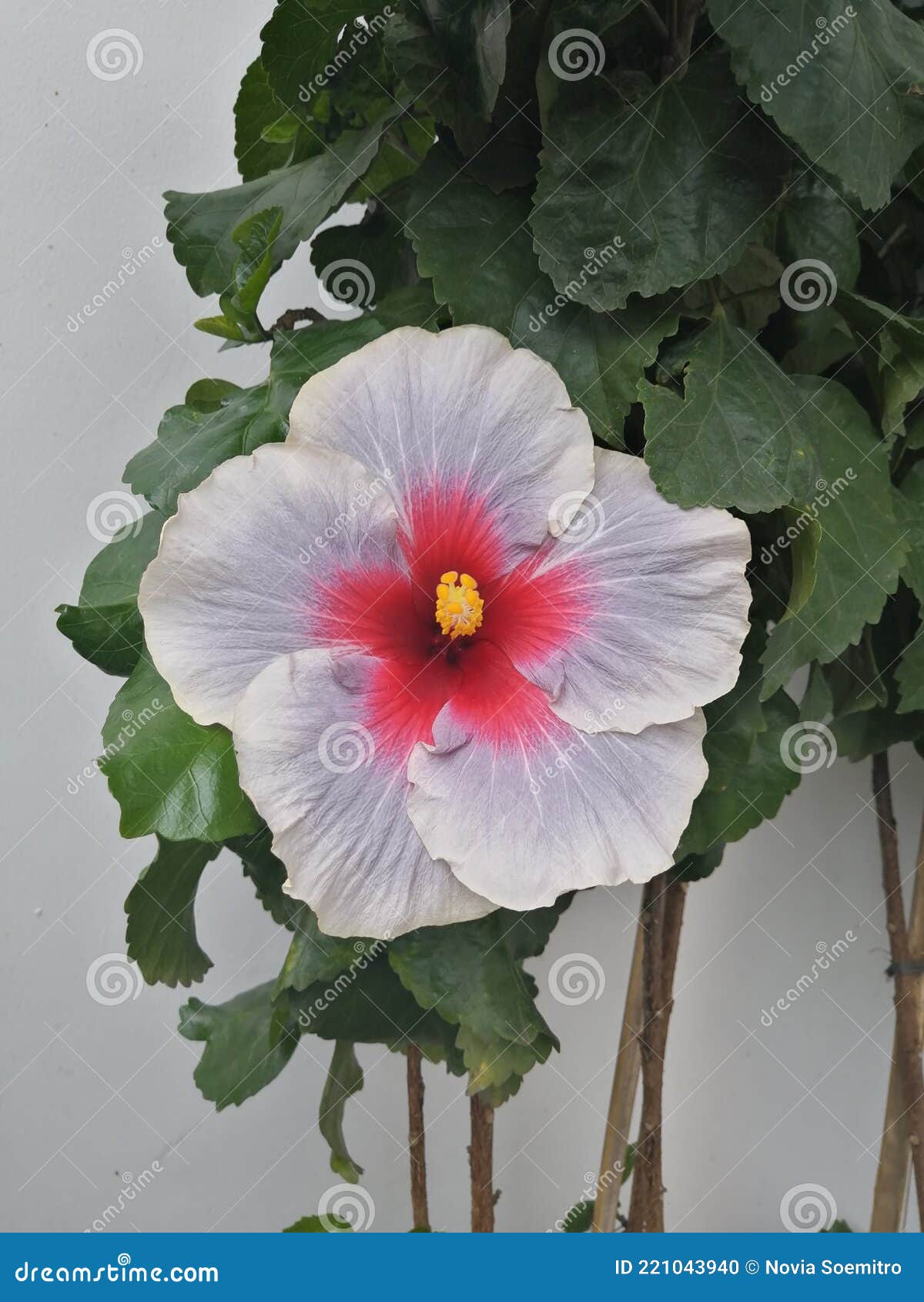 Tri colors hobiscus stock photo. Image of hibiscus, tones - 221043940