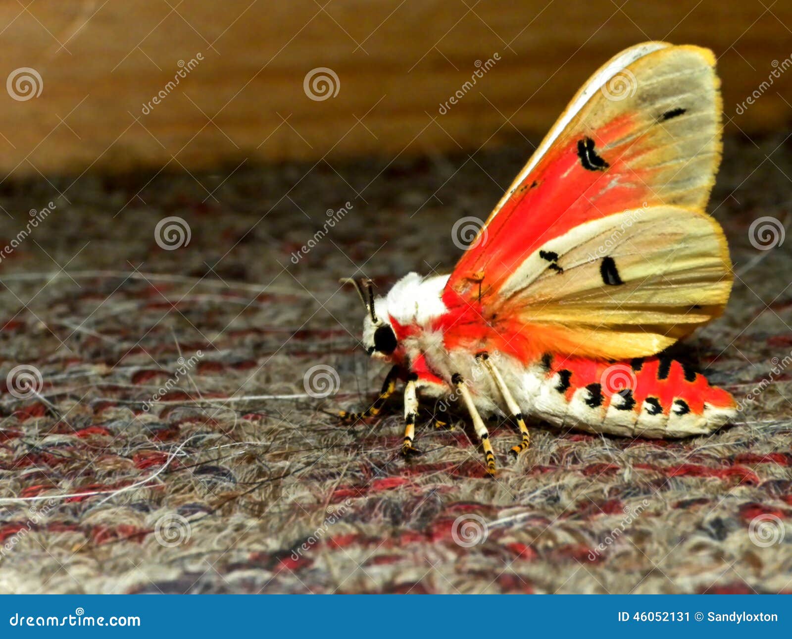 Tri Coloured Tiger moth 3 stock image. Image of southern - 46052131
