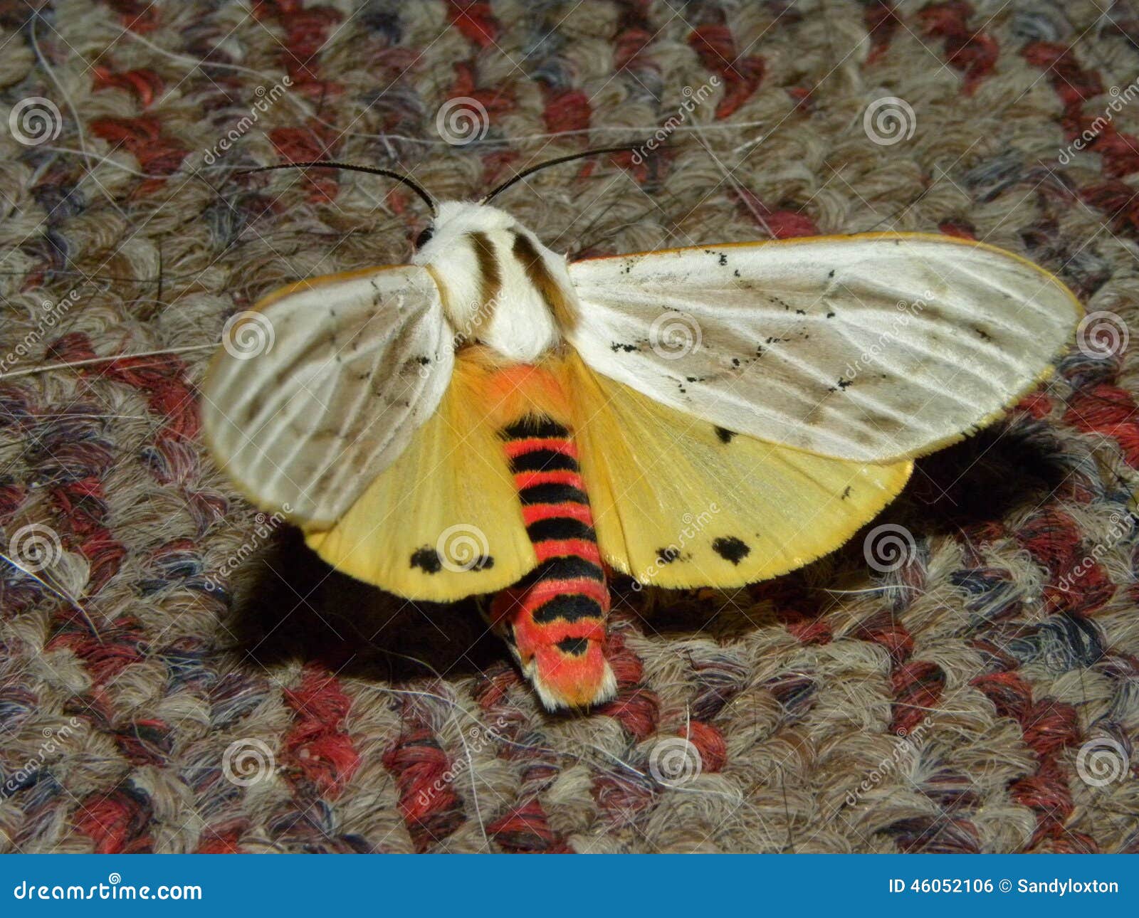 Tri Coloured Tiger moth 1 stock photo. Image of tiger - 46052106