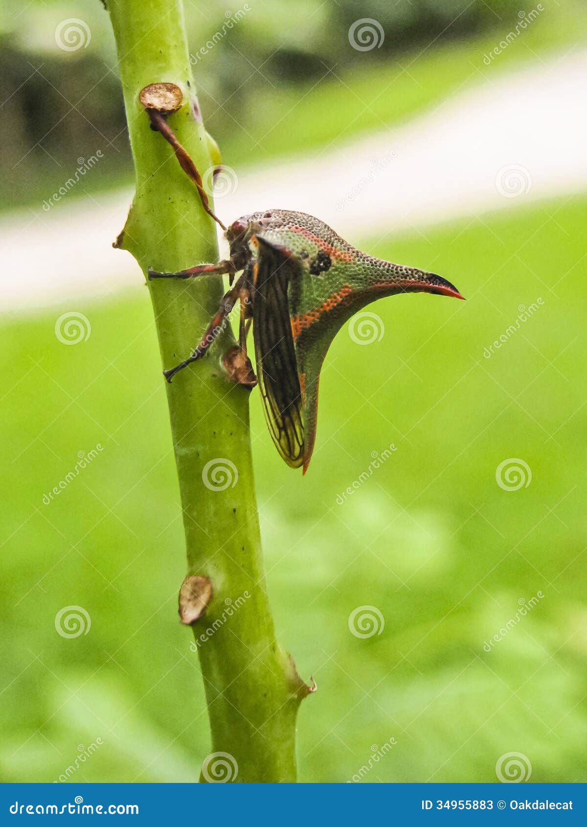 Tri-gekleurd Thorn Bug Op Groene Netelige Tak Stock Afbeelding - Image ...