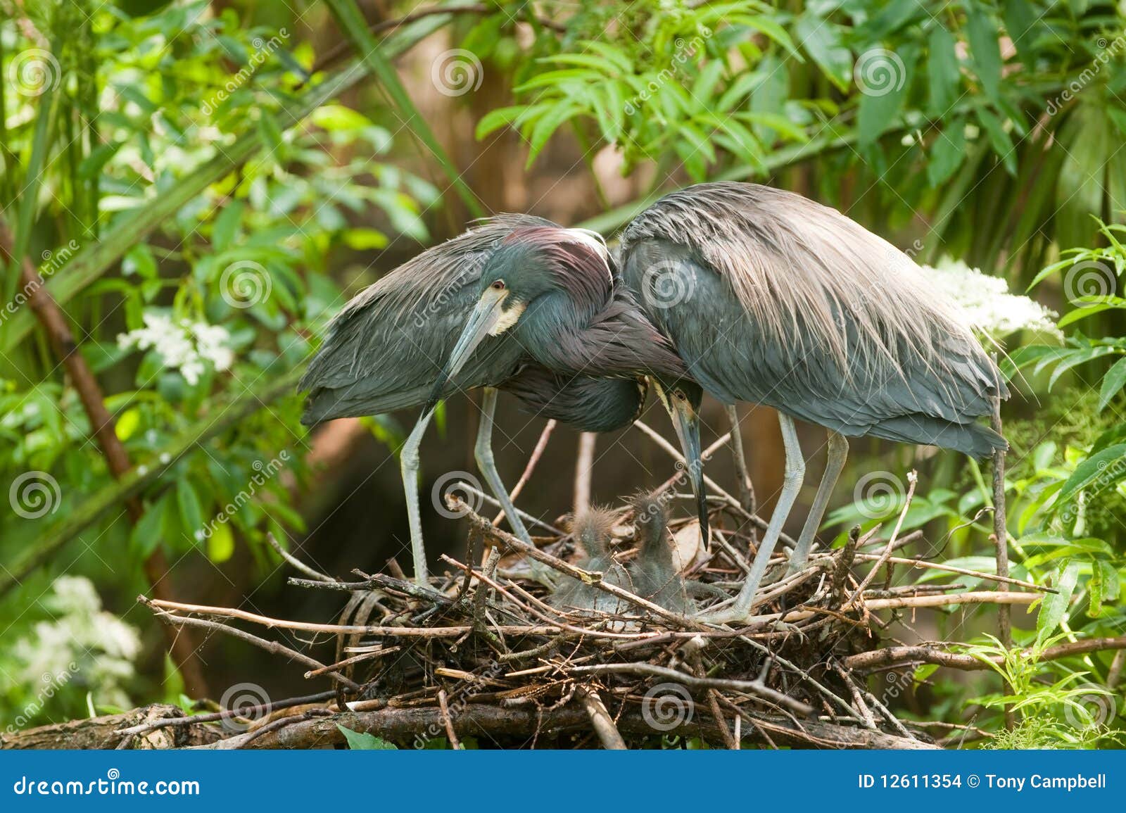 Tri-gekleurde reiger stock foto. Image of bomen, lente - 12611354