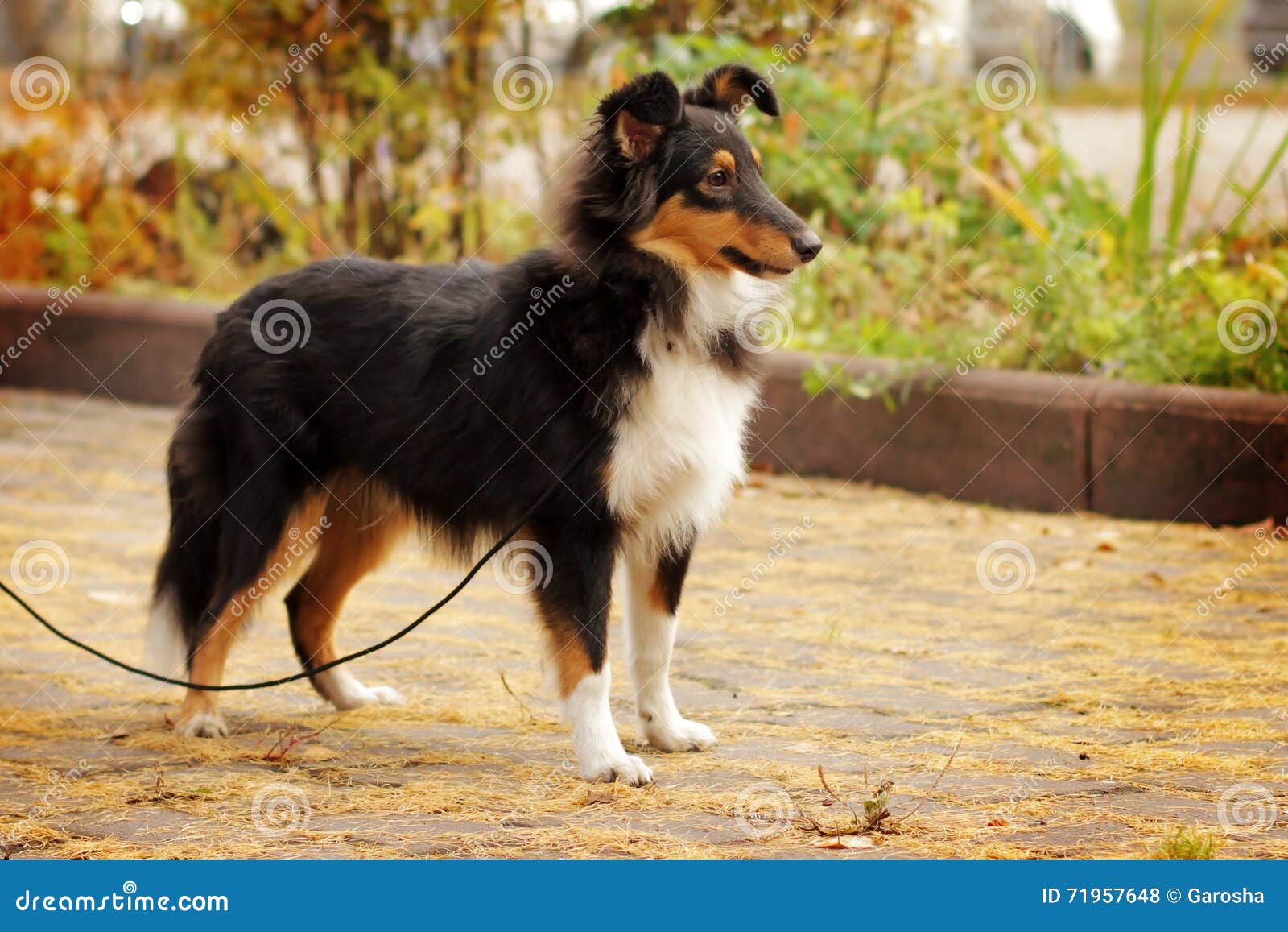 Tri-kleuren sheltie hond stock foto. Image of mooi, vriend - 71957648