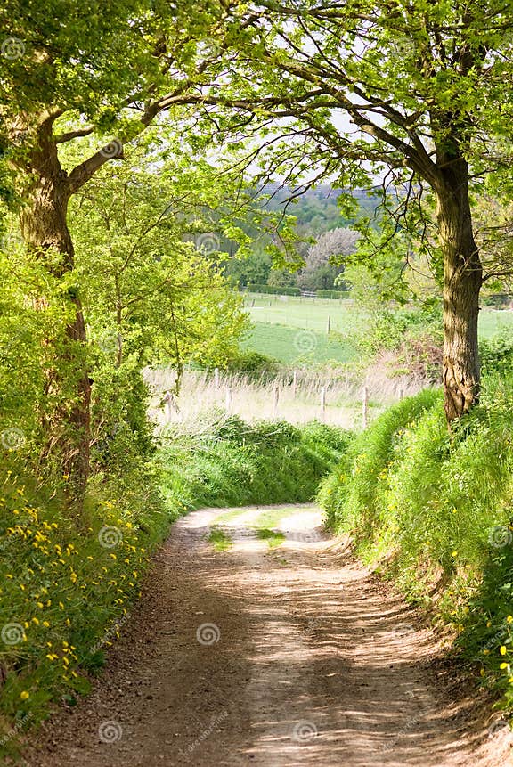 Trial path through forest stock photo. Image of woods - 14138376