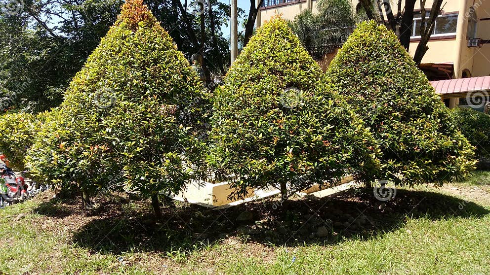 Triangle Bushes stock photo. Image of garden, inside - 99442856