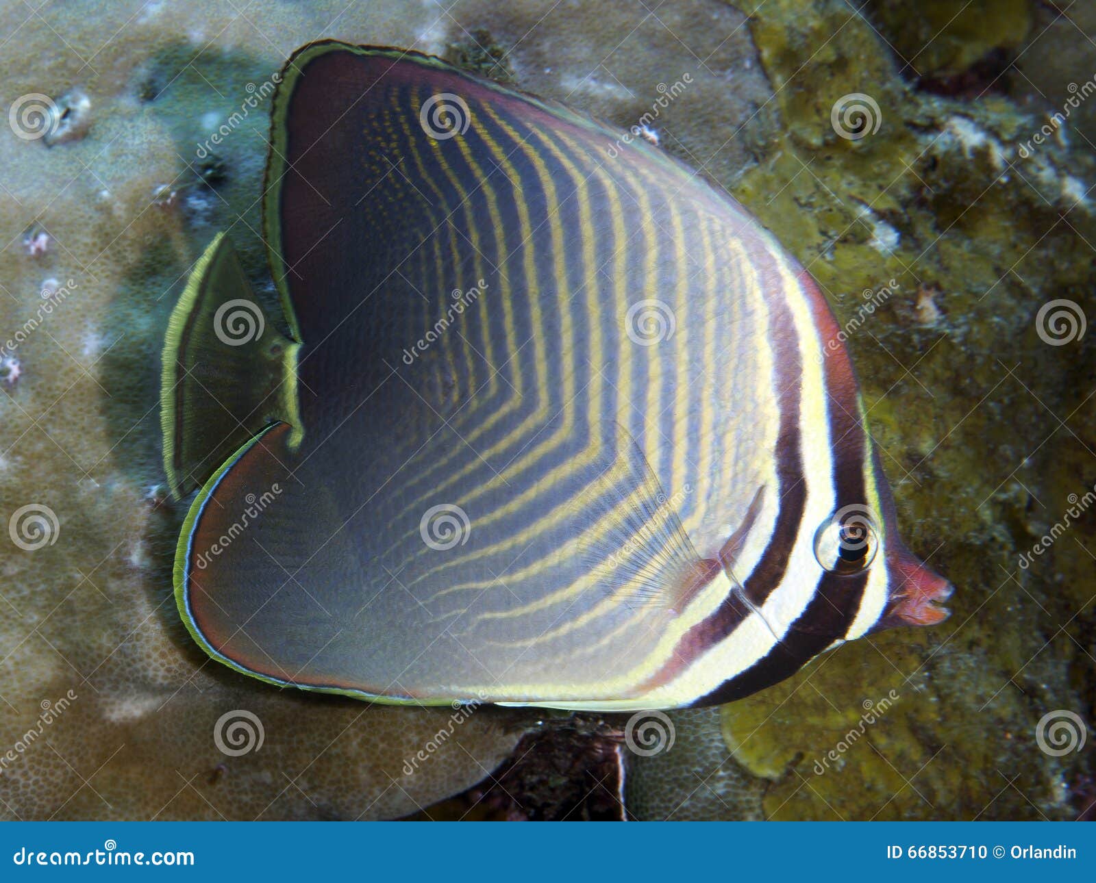 Triangle butterflyfish stock photo. Image of tropical - 66853710