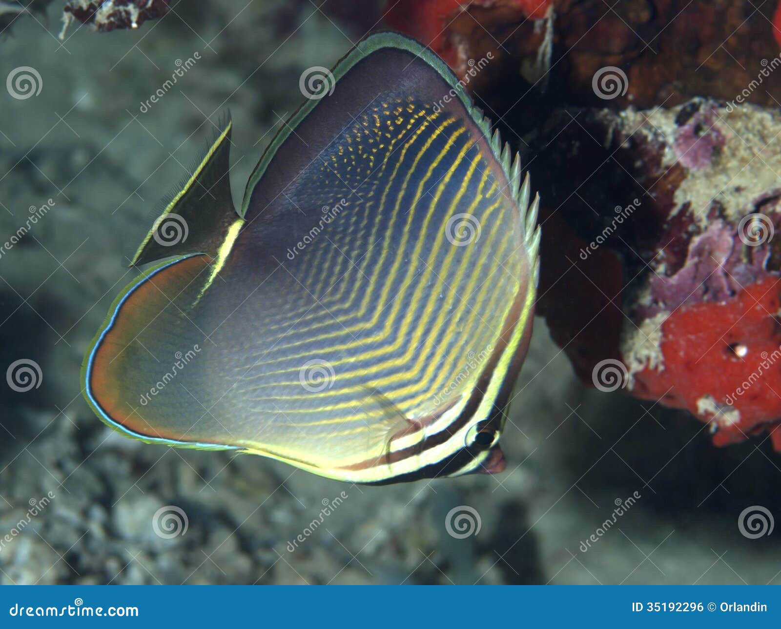 Triangle butterflyfish stock photo. Image of triangle - 35192296