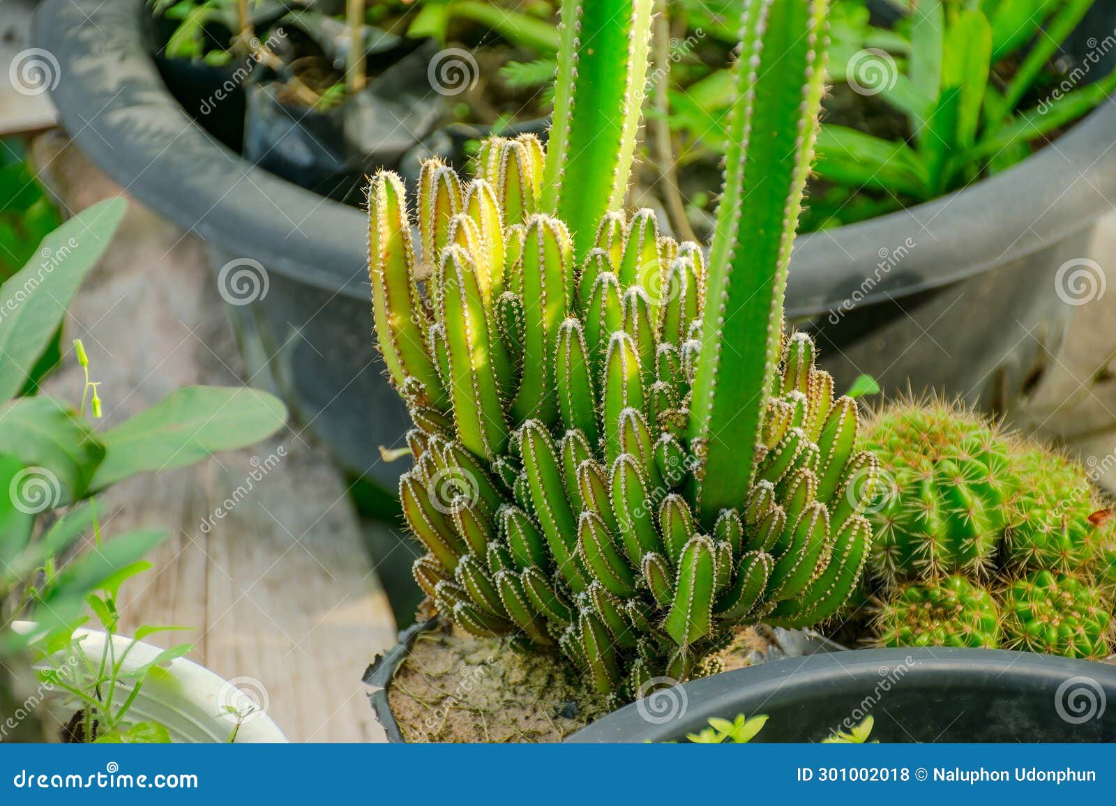Triangle cactus stock photo. Image of thorn, leaf, flora - 301002018